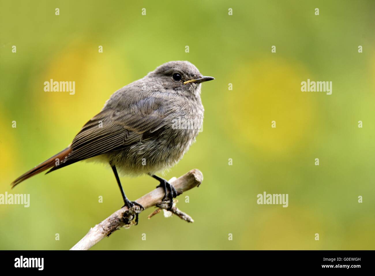 Juvenile common redstart hi-res stock photography and images - Alamy