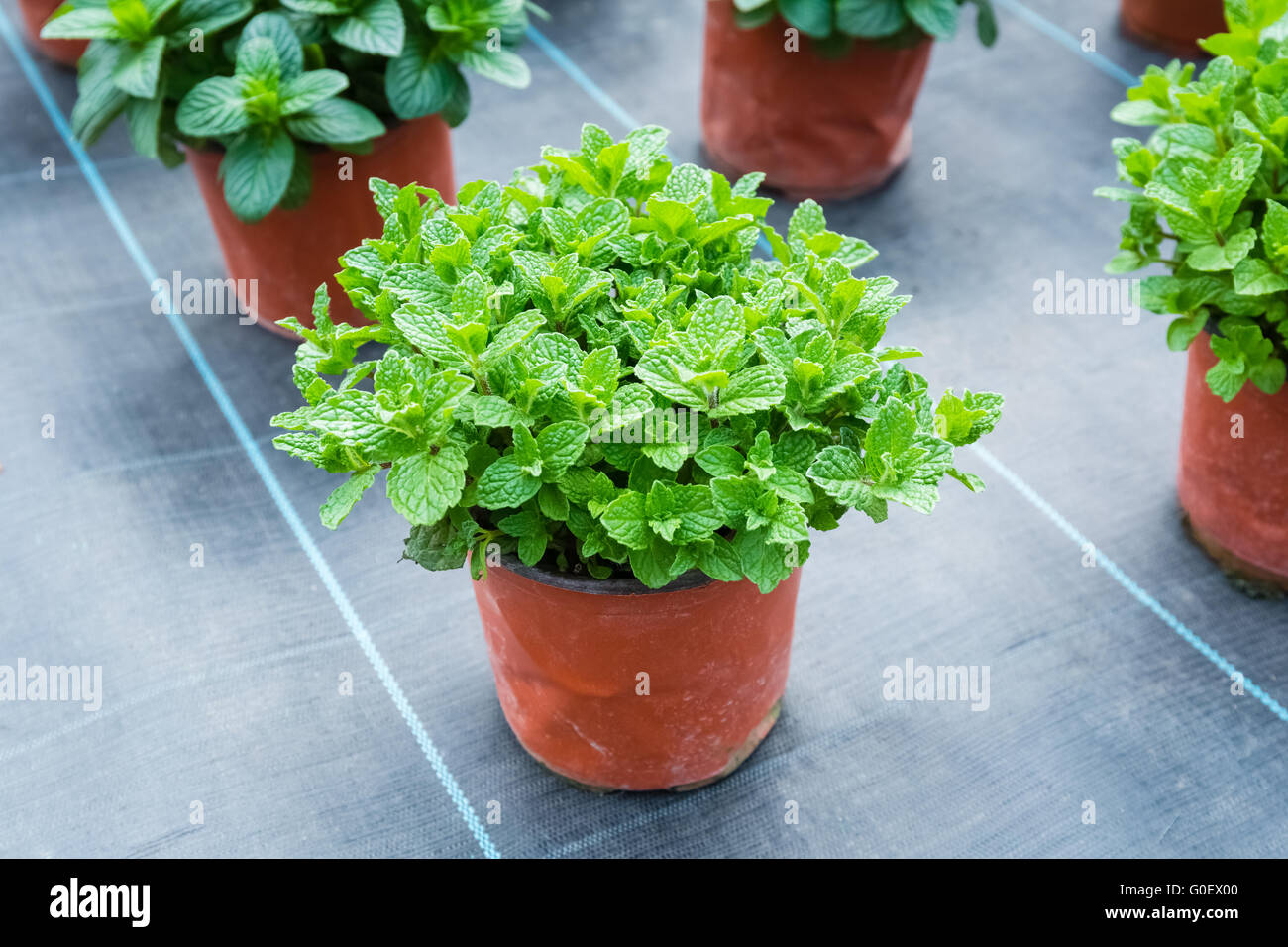 Natural menthol hi-res stock photography and images - Alamy