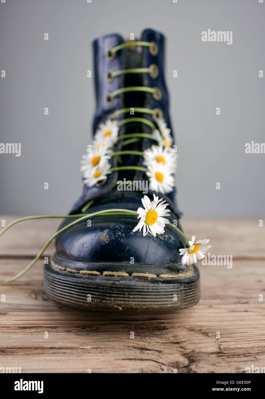 Boots daisy flowers hi-res stock photography and images - Alamy