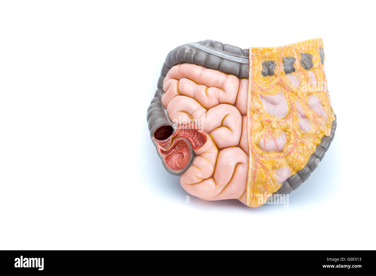 Human intestines hi-res stock photography and images - Alamy
