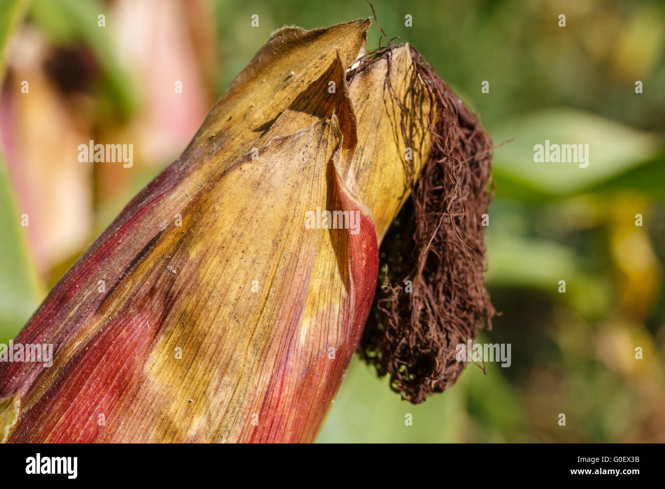 Female corn flower Stock Photo - Alamy