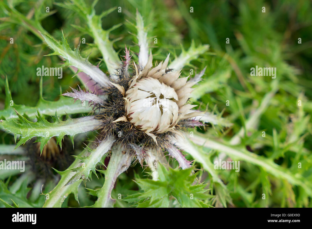 Carlina acaulis closed hi-res stock photography and images - Alamy