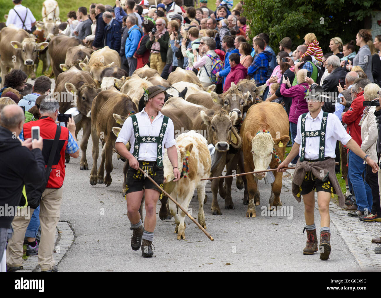 Almabtrieb cow festival hi-res stock photography and images - Alamy