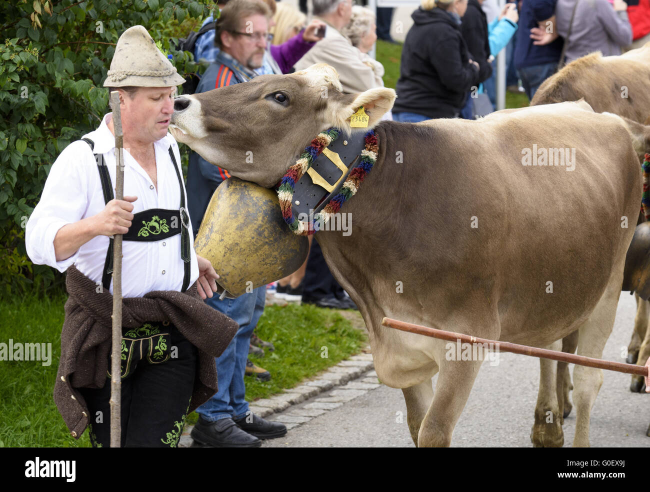 Almabtrieb cow festival hi-res stock photography and images - Alamy