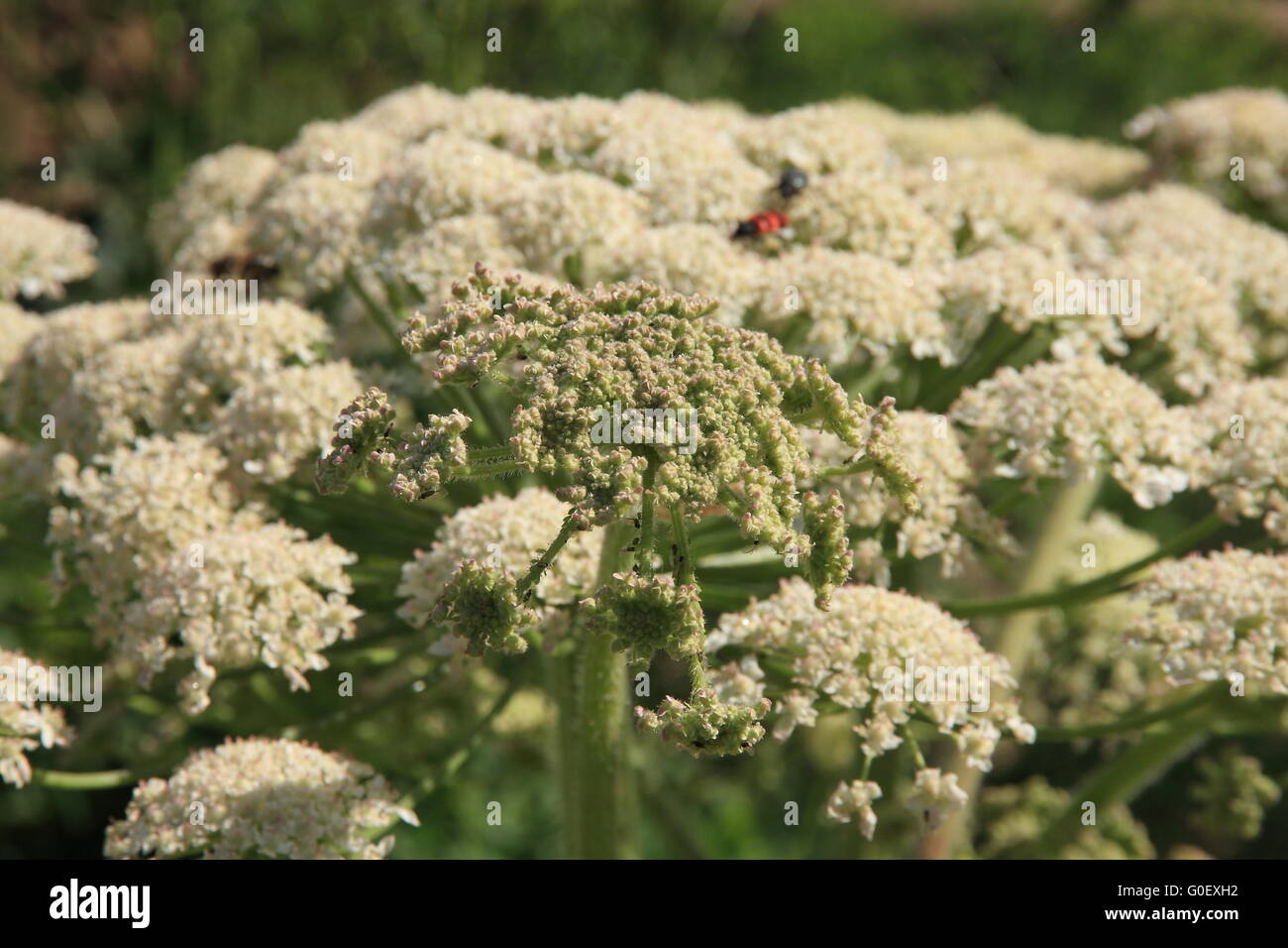 Soft hairy hoogweed Stock Photo - Alamy