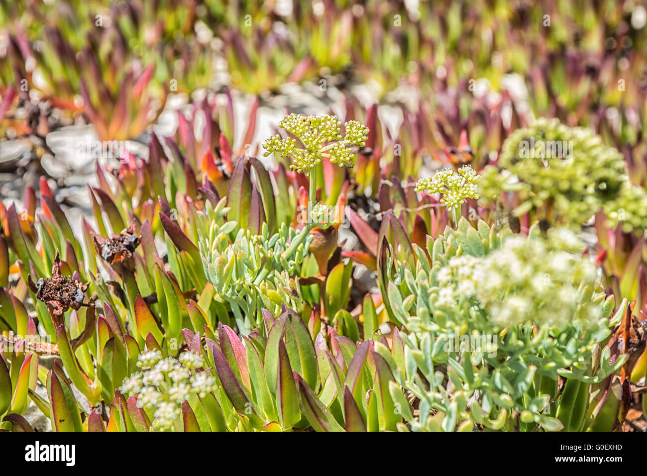 Beautiful grass on the shore of the Atlantic Ocean Stock Photo - Alamy