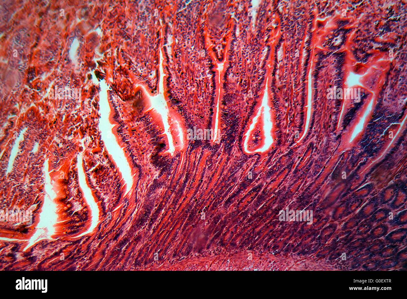 A section trough cells of a small intestine under the microscope Stock ...