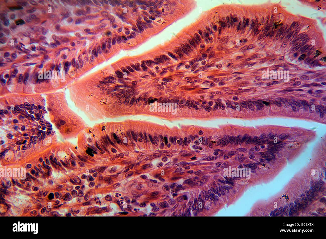 A section trough cells of a small intestine under the microscope Stock ...