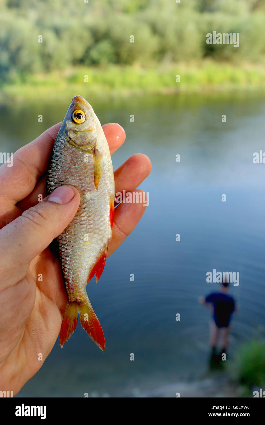 caught rudd in the hand on the river background Stock Photo - Alamy