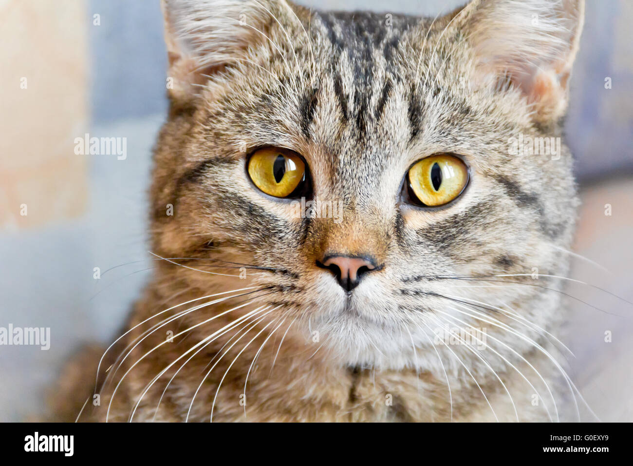 Grey sideburns hi-res stock photography and images - Alamy