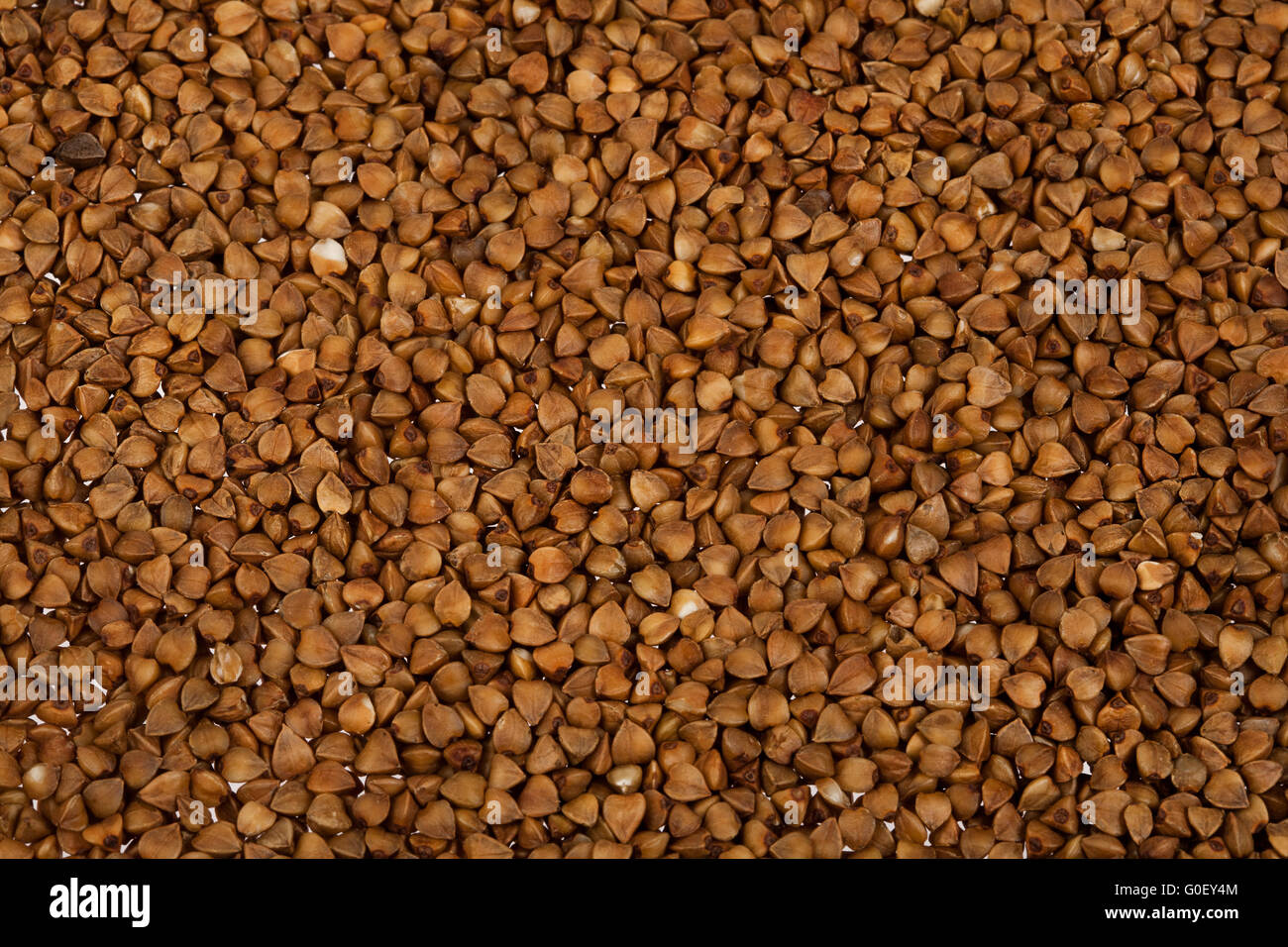 Buckwheat plant isolated over hi-res stock photography and images - Alamy