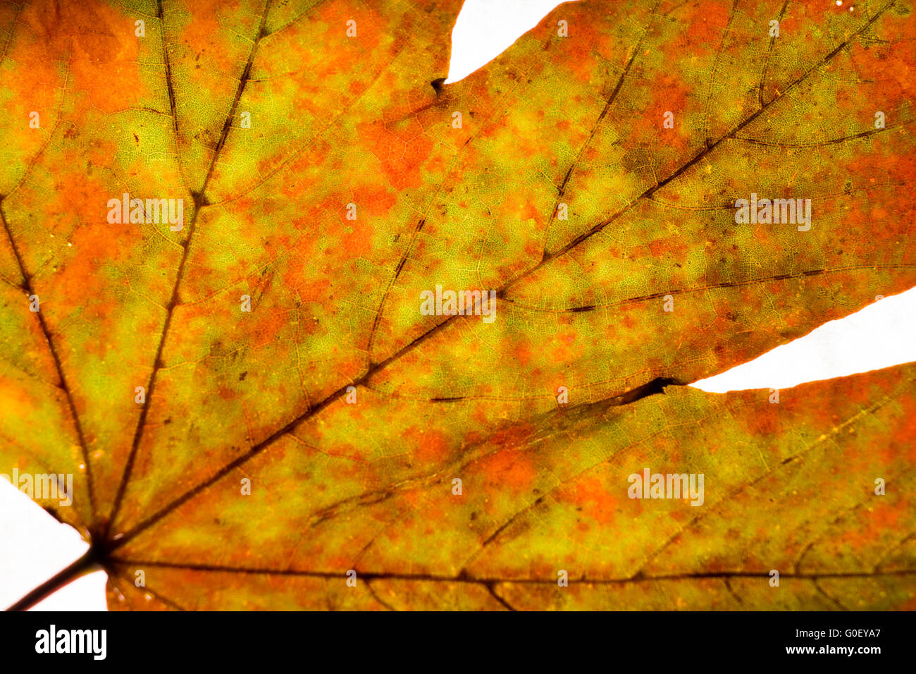 Red sycamore leaves hi-res stock photography and images - Alamy