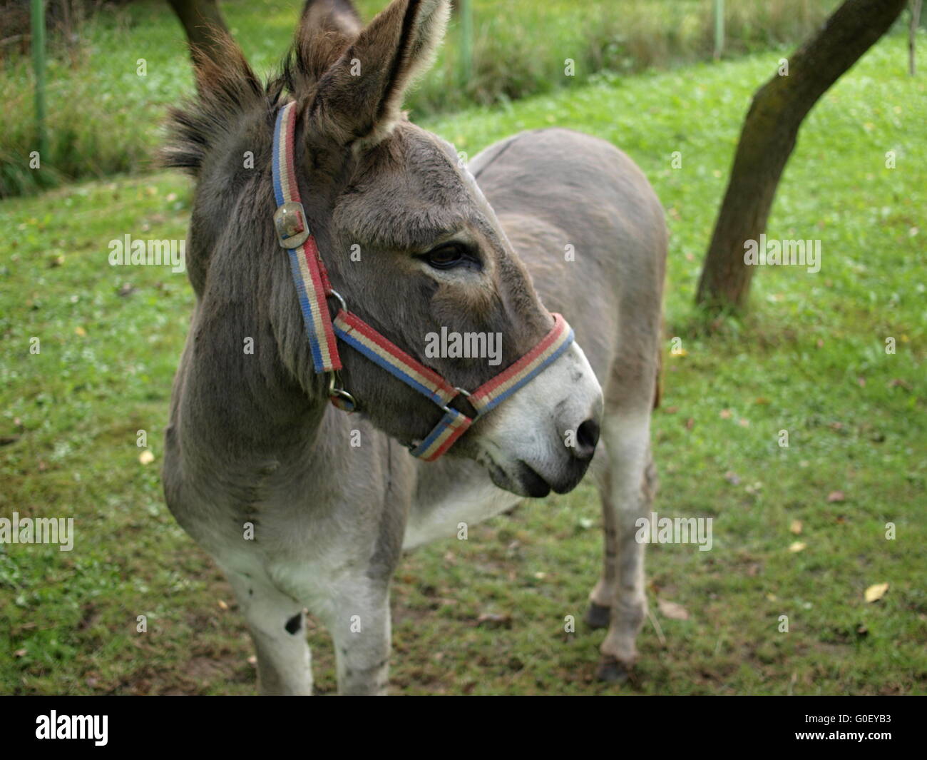 Male donkey adult hi-res stock photography and images - Alamy