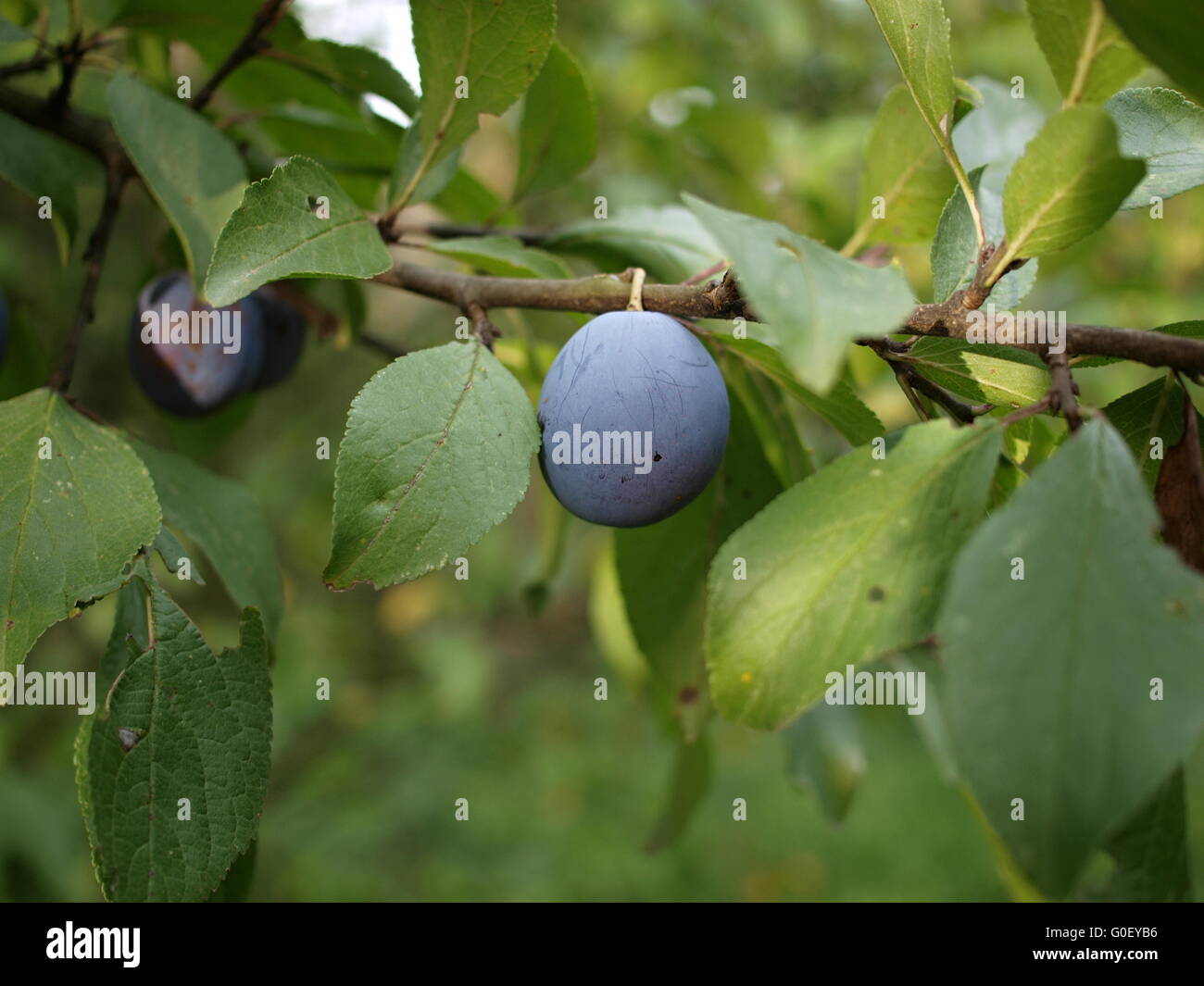A ripe plum hi-res stock photography and images - Alamy