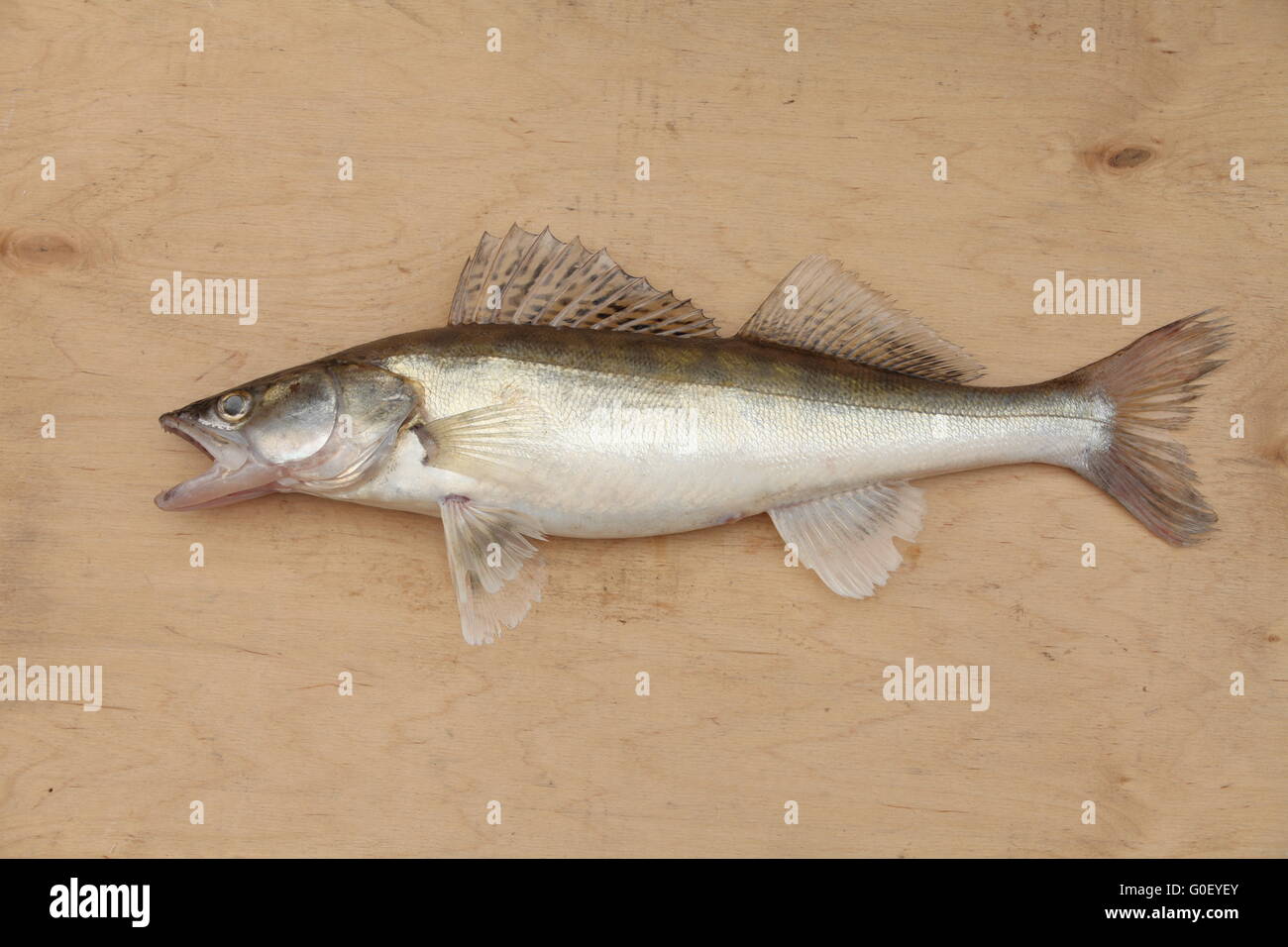 Walleye close up hi-res stock photography and images - Alamy