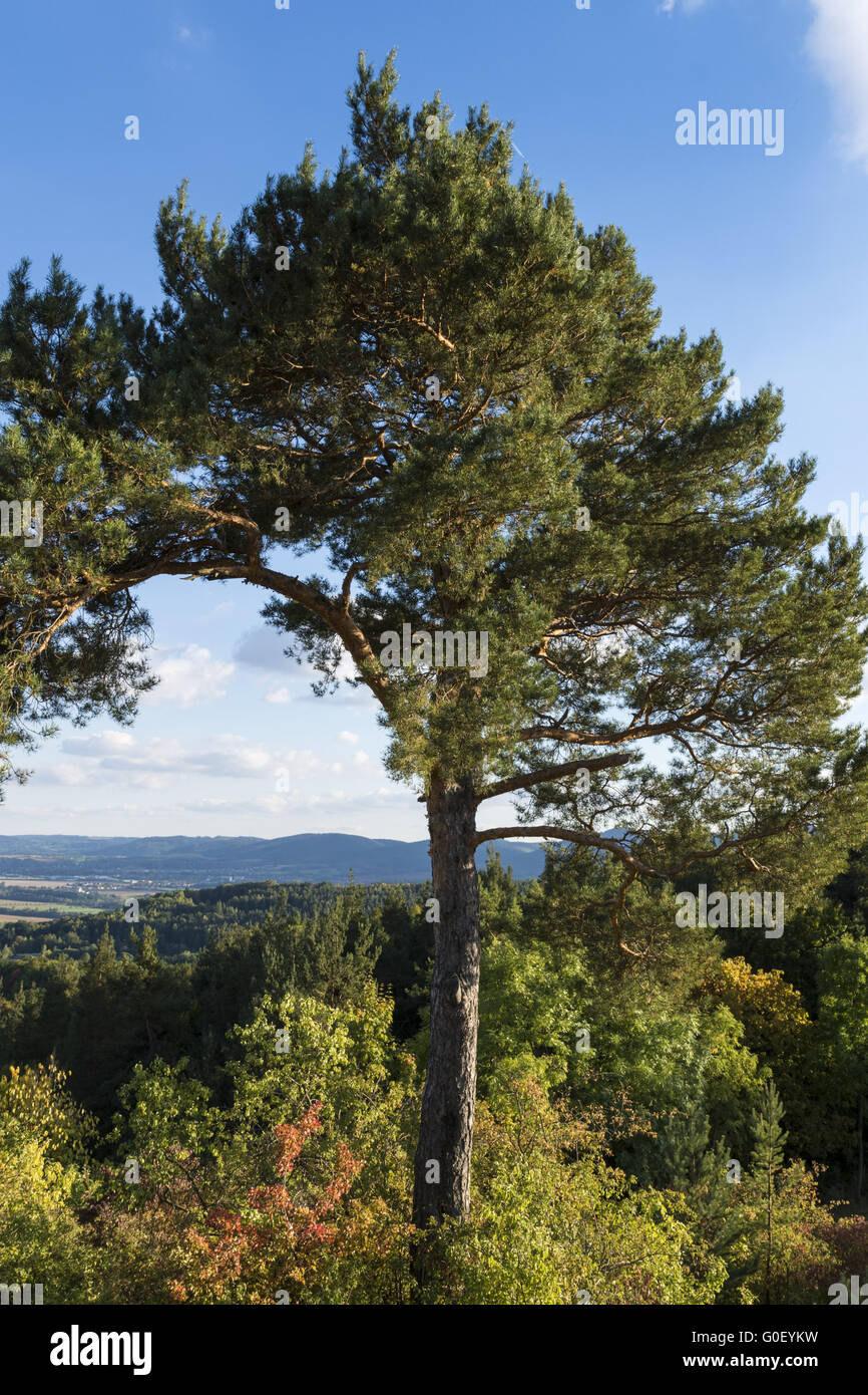 Tree cloud shrub mountain hi-res stock photography and images - Alamy