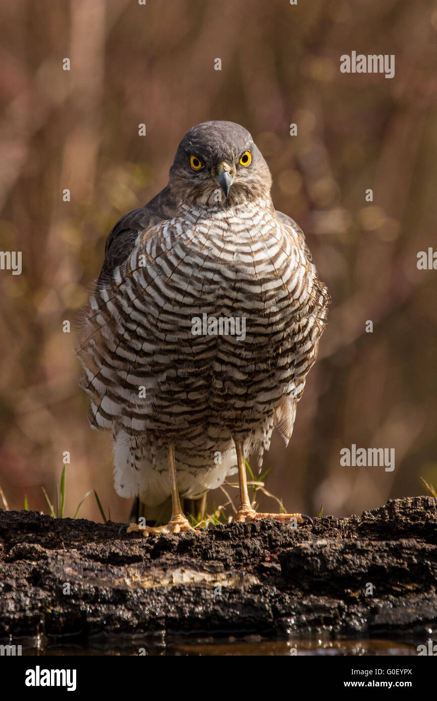 Lesser sparrow hawk hi-res stock photography and images - Alamy