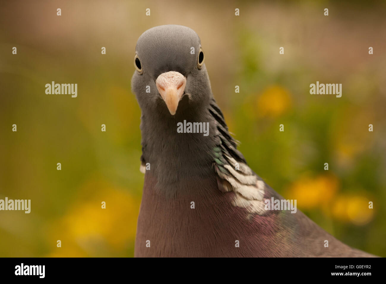 Portrait of a curious wood pigeon Stock Photo - Alamy