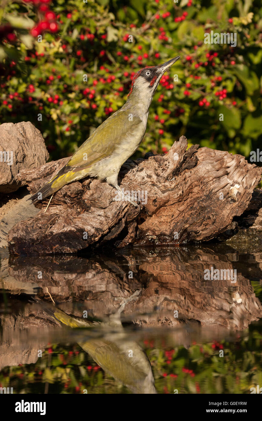 Green woodpecker in front of hawthorn Stock Photo - Alamy