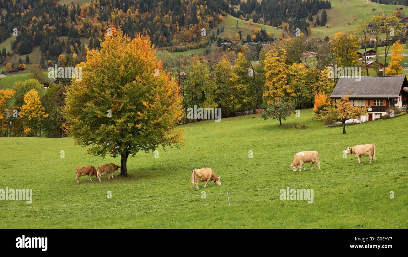 Grazing Simmental cattle and colorful autumn landscape Stock Photo - Alamy