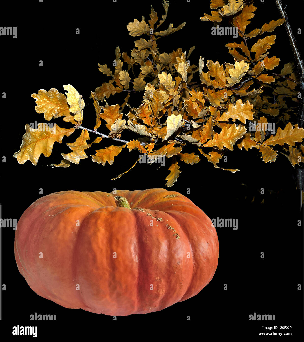 Pumpkin and golden autumn oak twig Stock Photo - Alamy