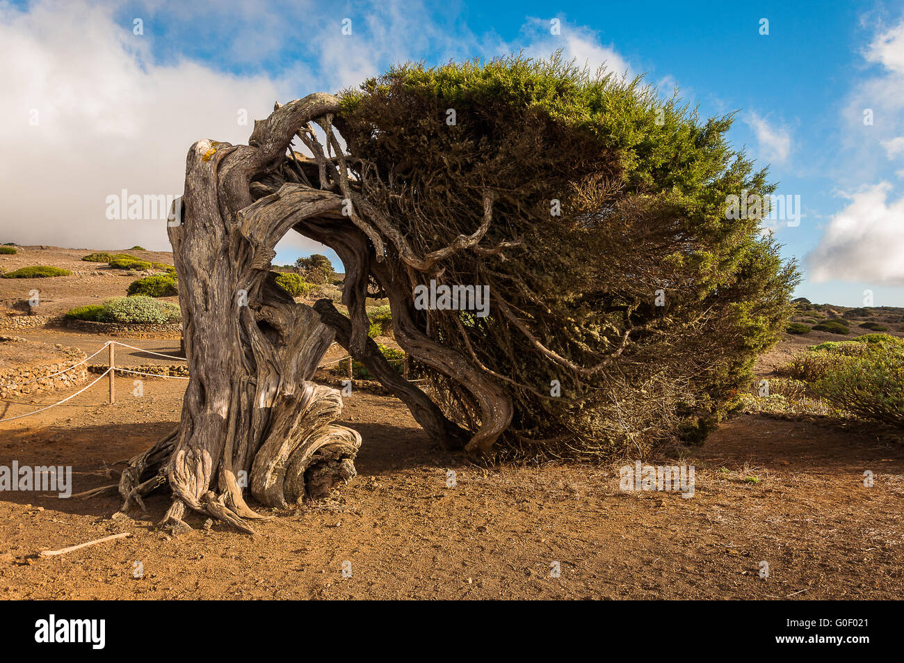 Sabina, a typical tree in the Canary Islands Stock Photo - Alamy