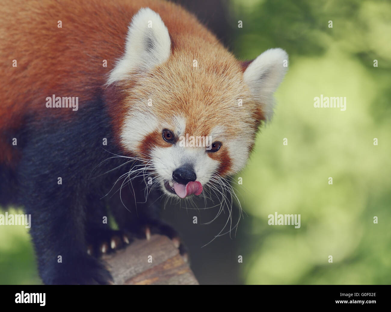 Closeup Of Red Panda High Resolution Stock Photography and Images - Alamy