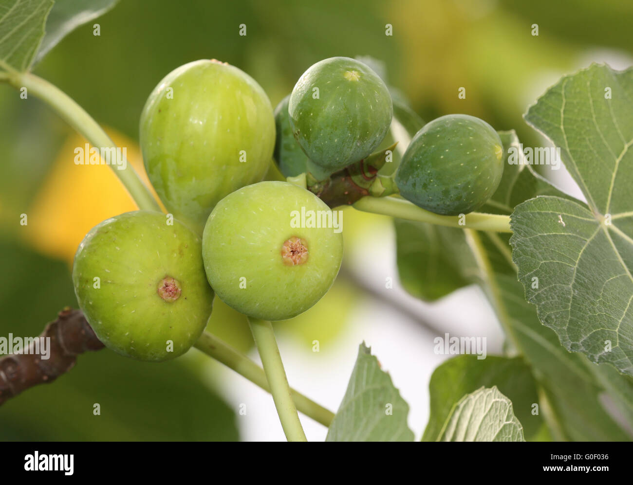 Fig blossom hi-res stock photography and images - Alamy