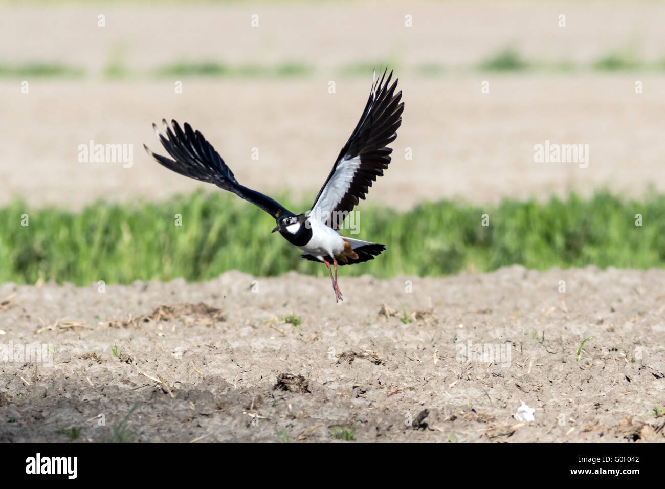 Lapwing In Flight High Resolution Stock Photography and Images - Alamy