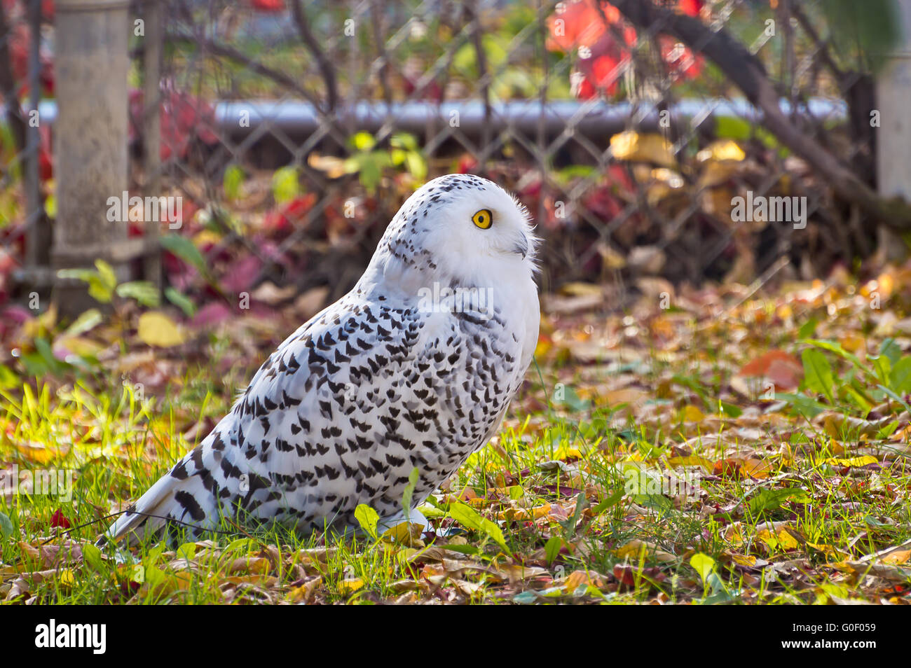 Profile of the Snowy Owl Stock Photo - Alamy