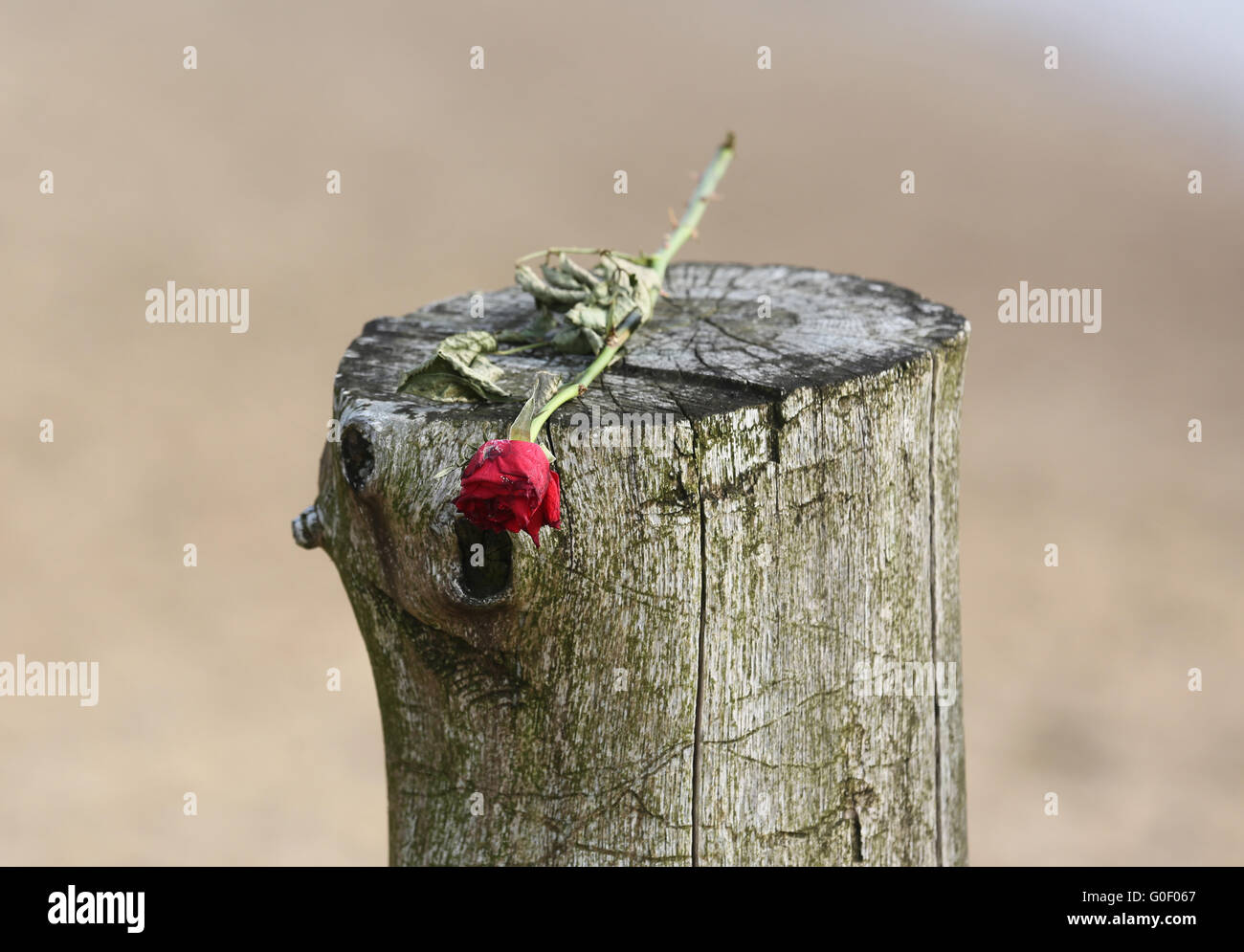Roses alone hi-res stock photography and images - Alamy
