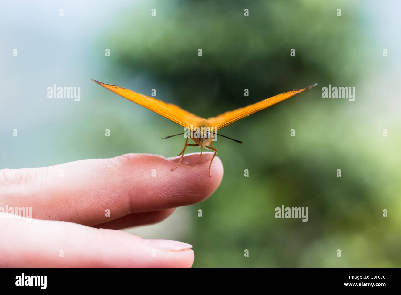 Human butterflies hi-res stock photography and images - Alamy