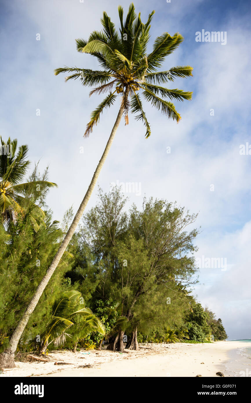 Palm tree on south pacific island Rarotonga Stock Photo - Alamy