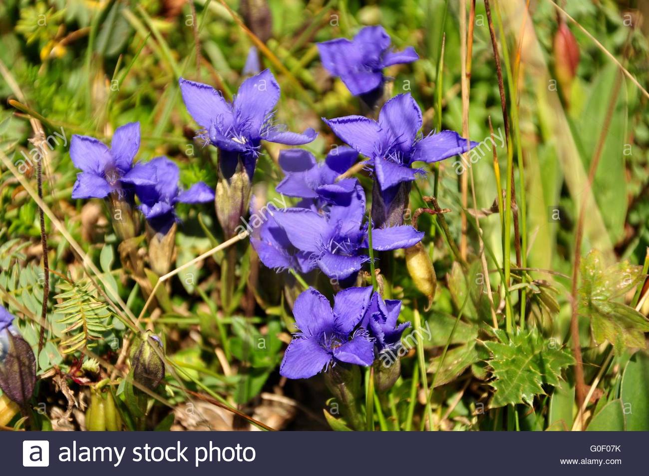 Gentian Plant Stock Photos & Gentian Plant Stock Images - Alamy
