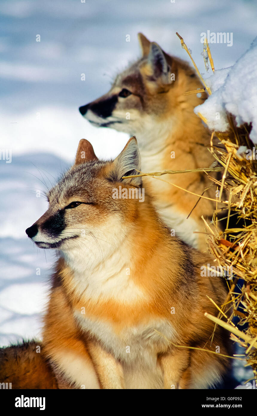 Fox looking to the left side hi-res stock photography and images - Alamy