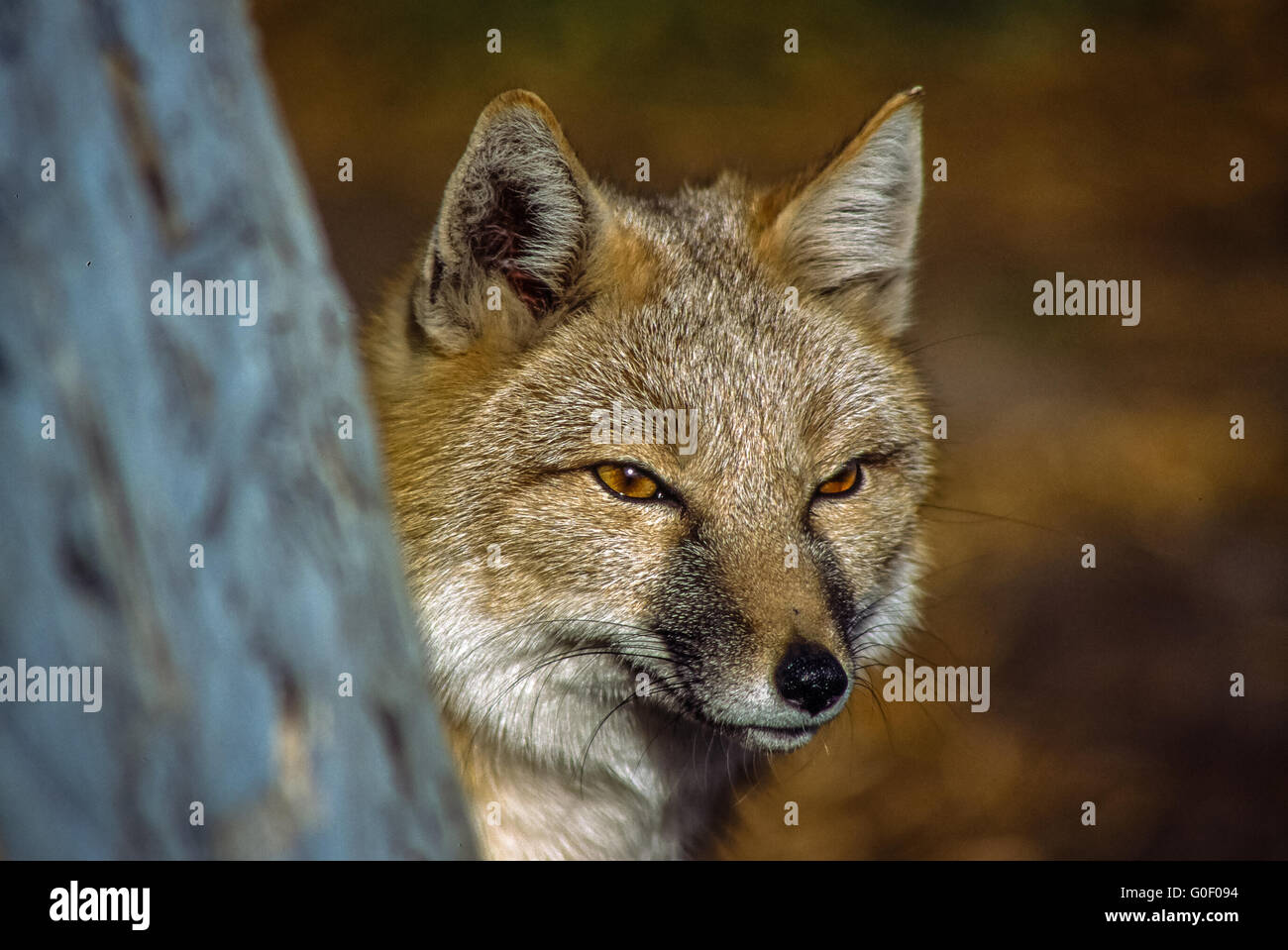 Swift fox hi-res stock photography and images - Alamy