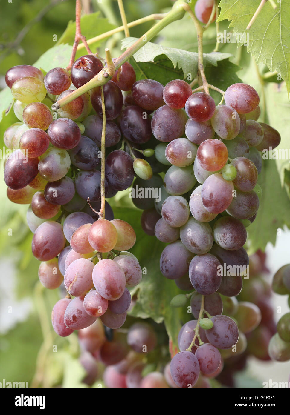 Traditional garten hi-res stock photography and images - Alamy