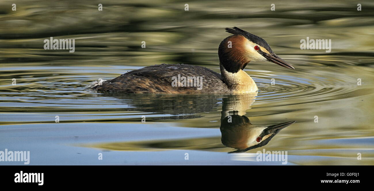 magnificent great crested grebe Stock Photo - Alamy