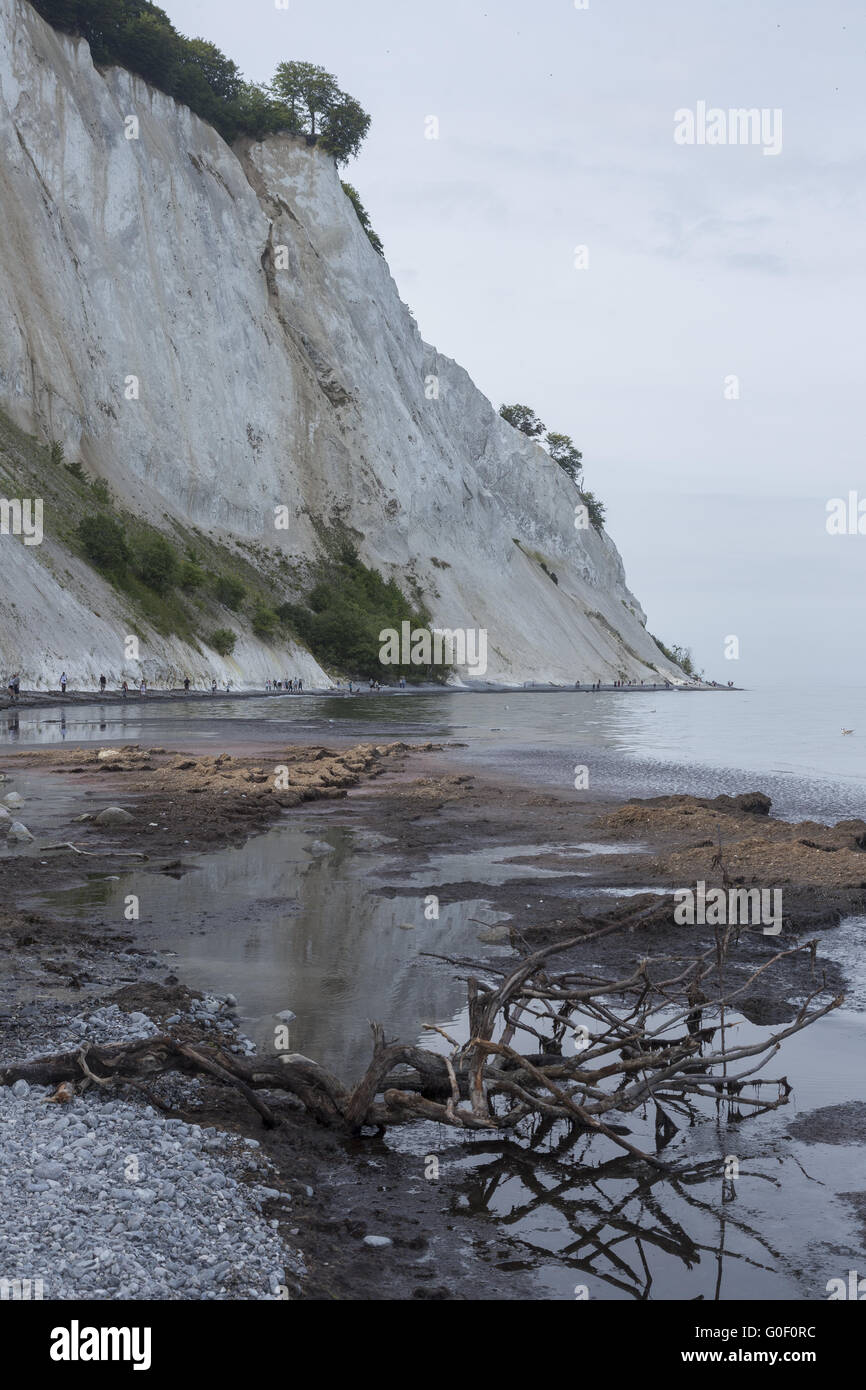 Dead bush on the beach Stock Photo - Alamy