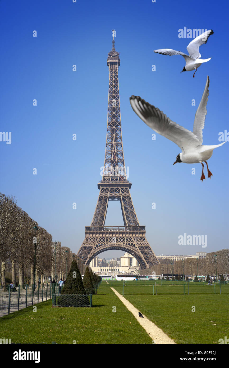 Paris. View of Eiffel Tower and the flying birds Stock Photo - Alamy