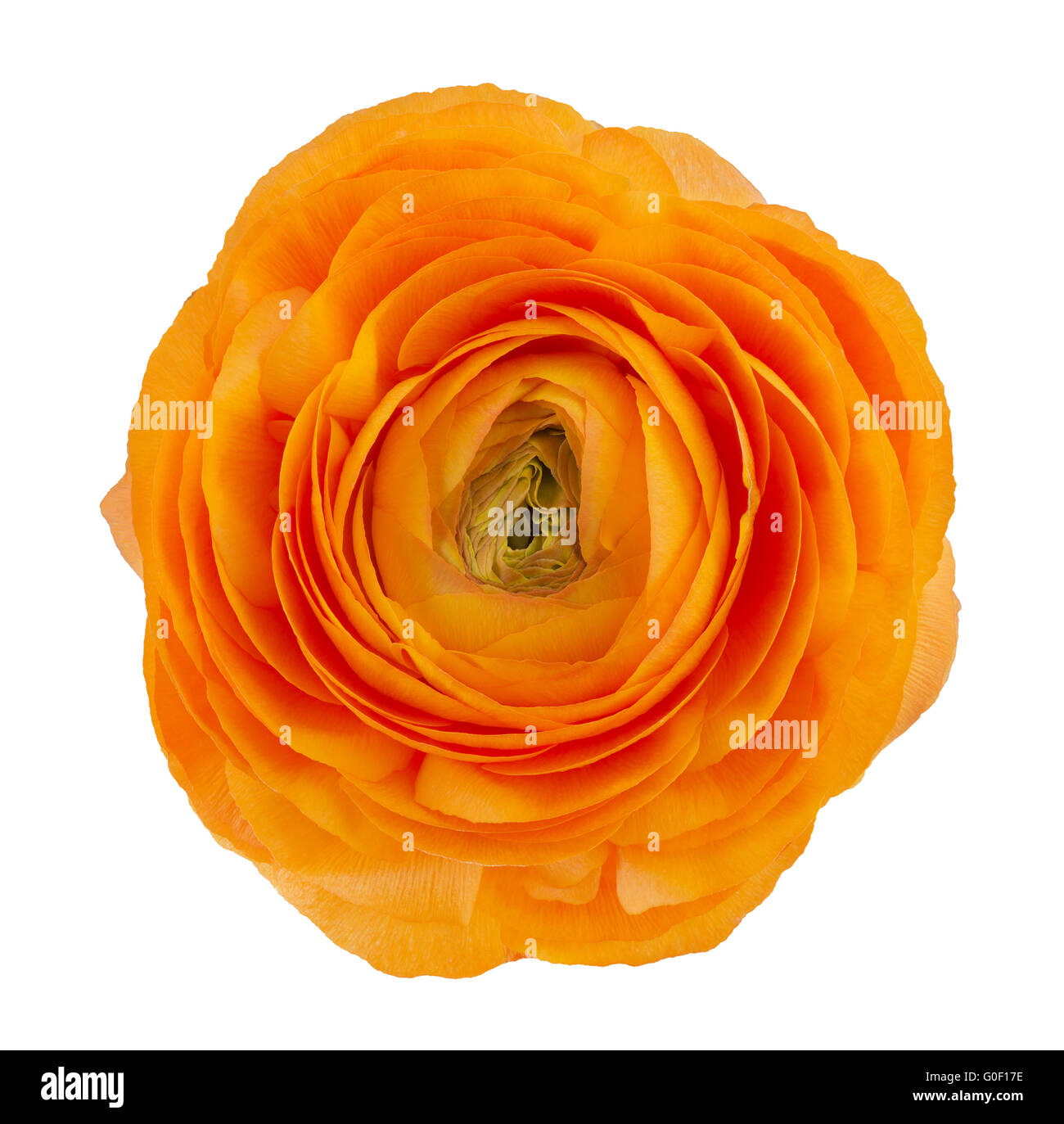 ranunculus asiaticus buttercup flower Stock Photo - Alamy