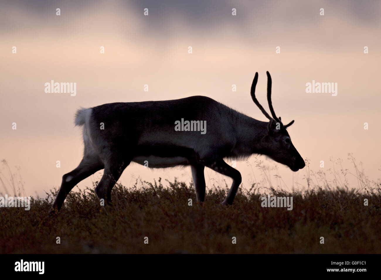 Reindeer predators are Wolf, Bear and Lynx Stock Photo - Alamy