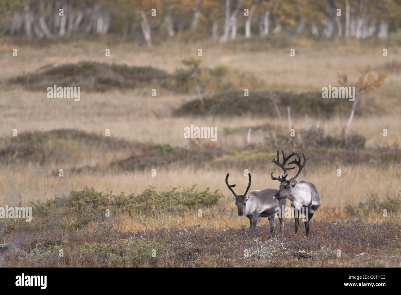 Reindeer hunting by humans has a very long history Stock Photo - Alamy