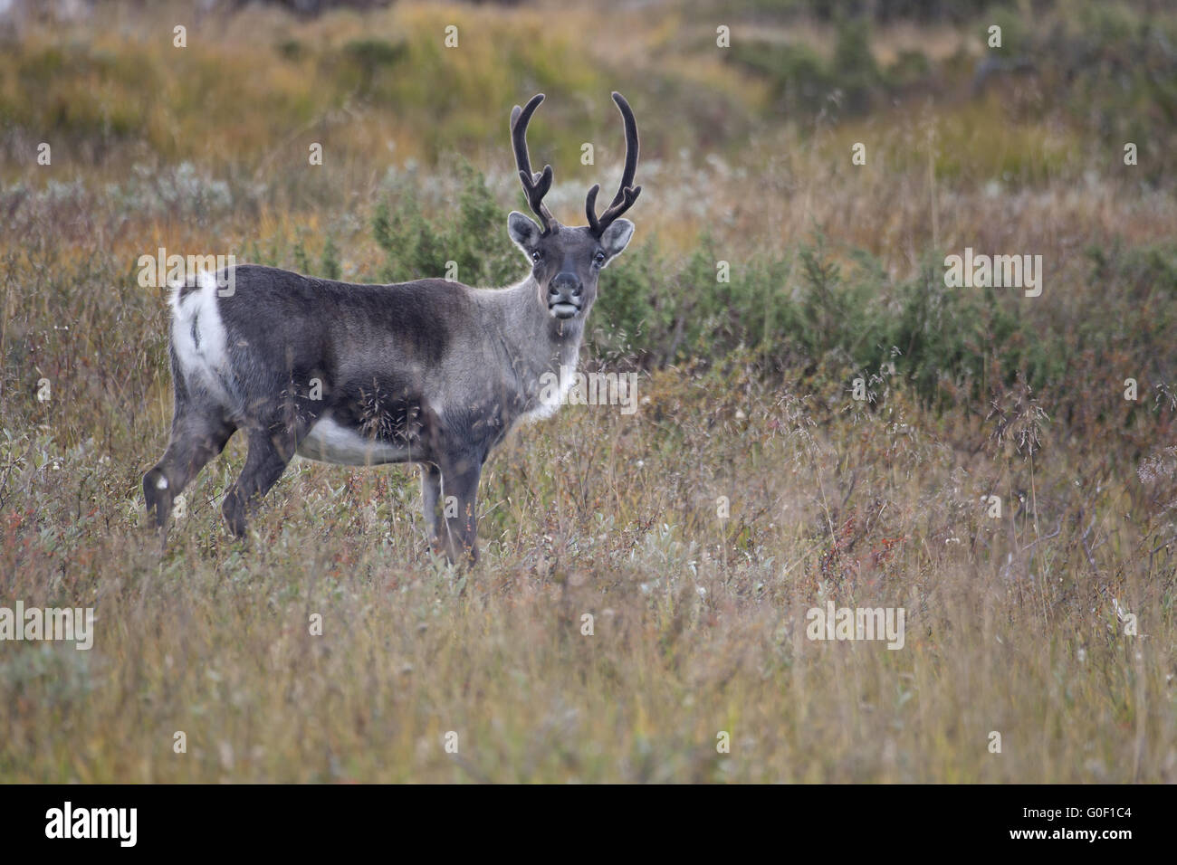 Reindeer hunting by humans has a very long history Stock Photo - Alamy
