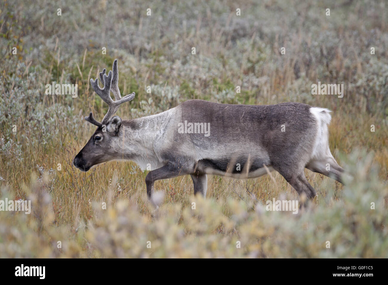 Long reindeer hi-res stock photography and images - Alamy