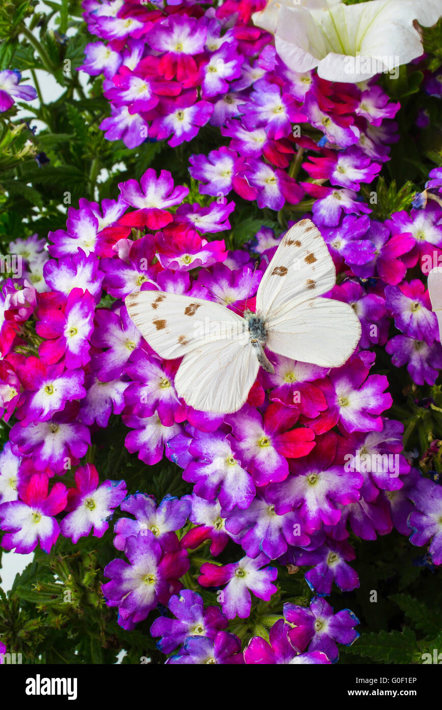 Life at butterfly gardens hi-res stock photography and images - Alamy