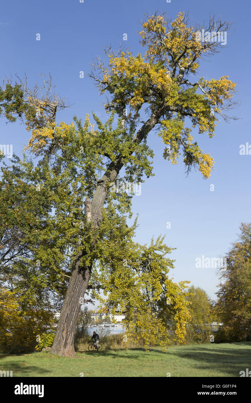 Slender tree hi-res stock photography and images - Alamy