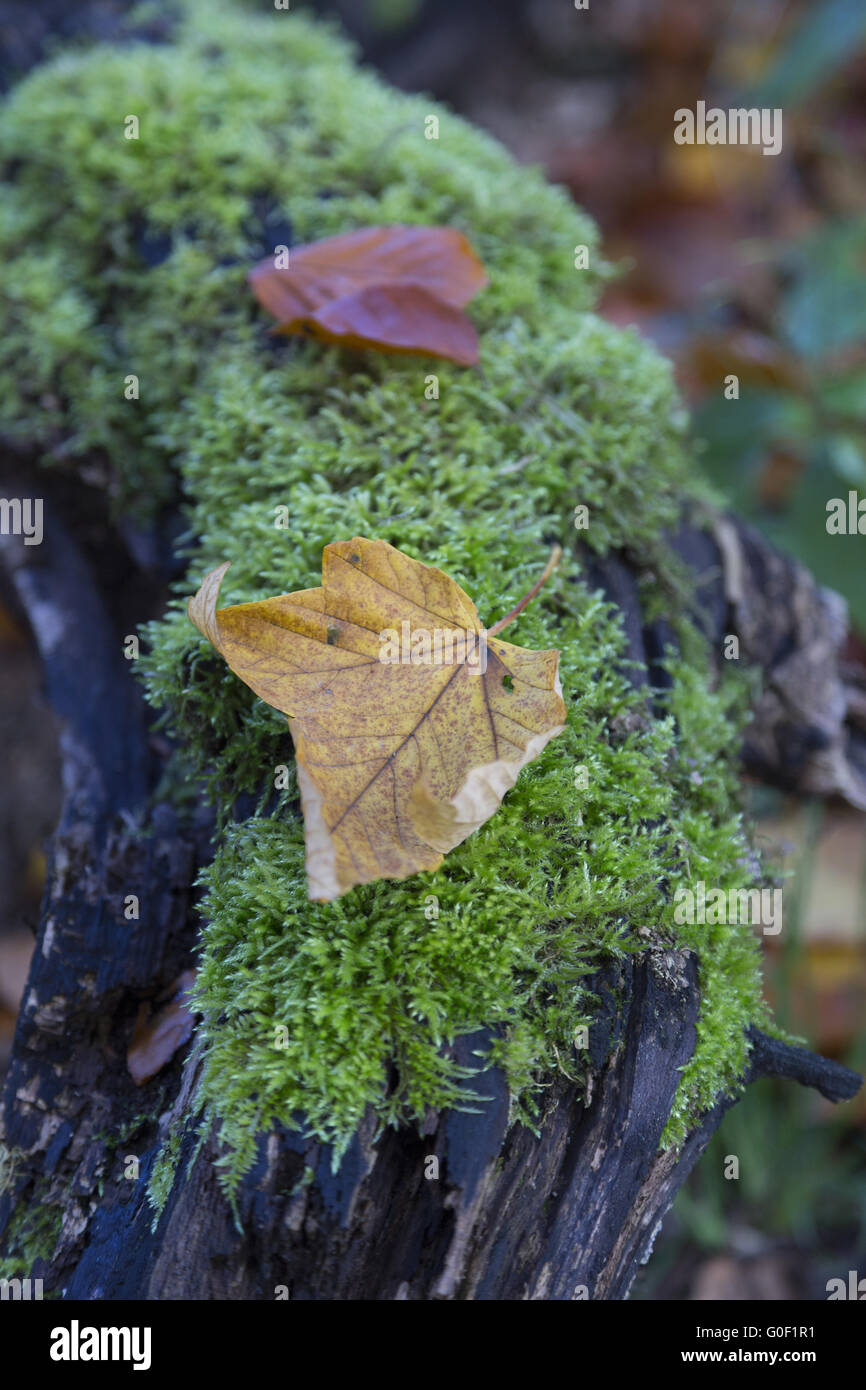 Single autumn leaf on moss Stock Photo - Alamy