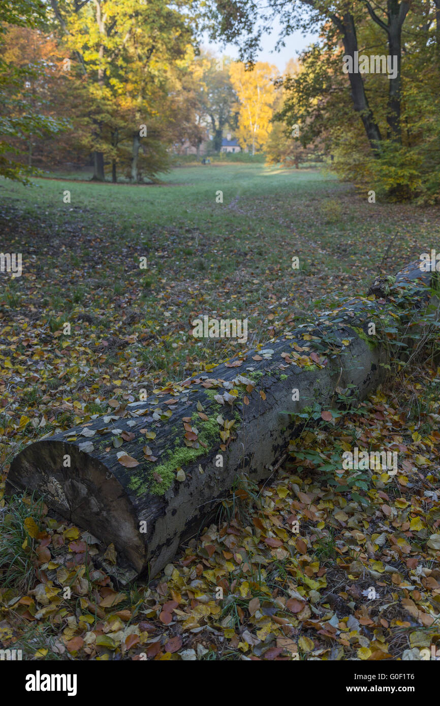fallen tree trunk Stock Photo - Alamy