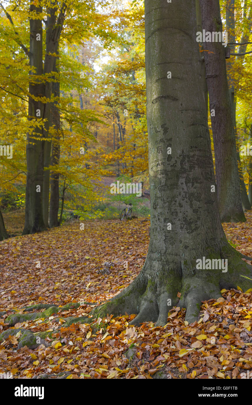 Wet tree trunk hi-res stock photography and images - Alamy